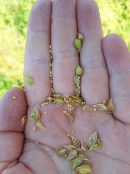 Lnička setá - Brukvovité - Meziplodiny - Druhy a směsi meziplodin ...