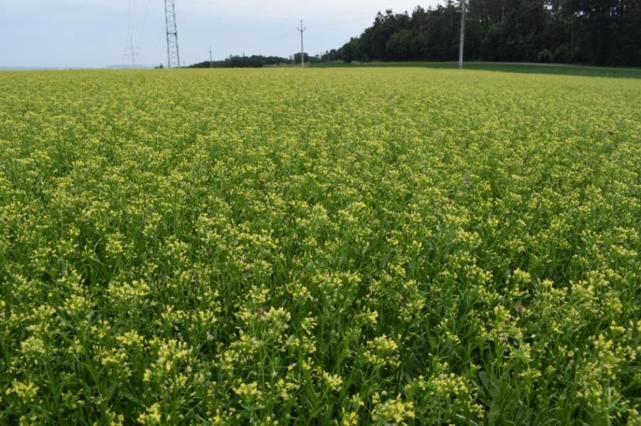 Lnička setá - Brukvovité - Meziplodiny - Druhy a směsi meziplodin ...
